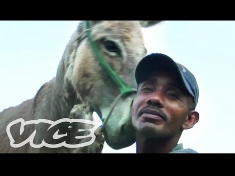 Donkey Love - Prose Before Hos